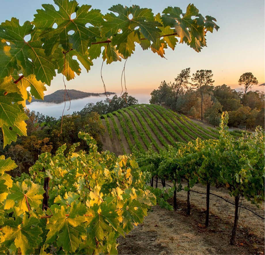 Who We Are - Priest Ranch Winery